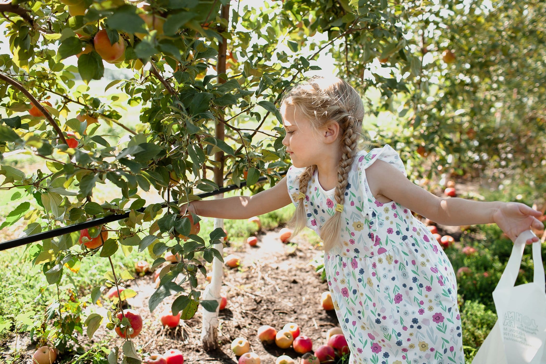Apple Picking Day Trips
