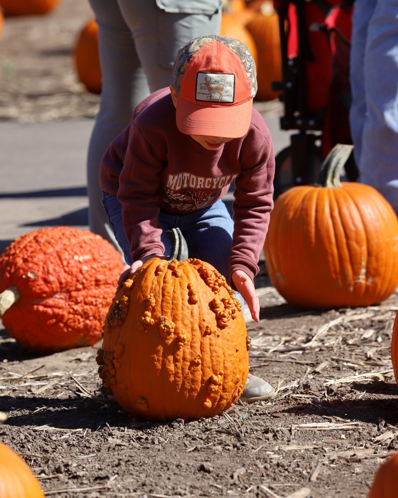 KC Pumpkin Patch - KC Parent