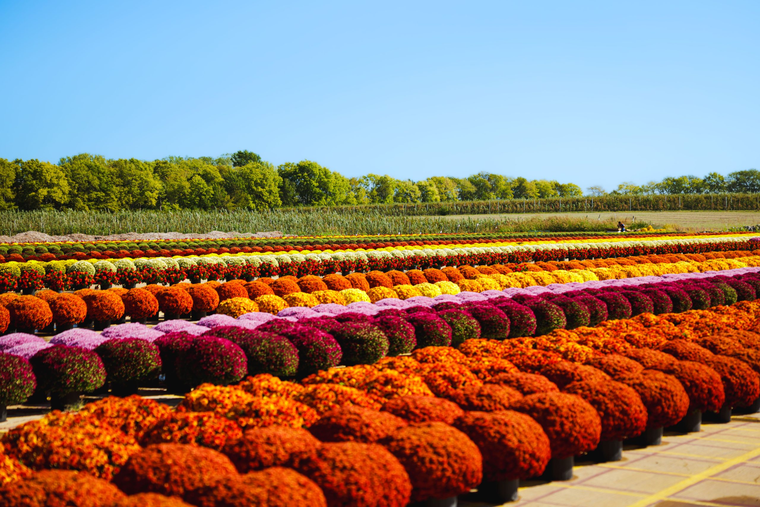 Johnson Farms Plants & Pumpkins